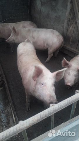 Продаю свиней