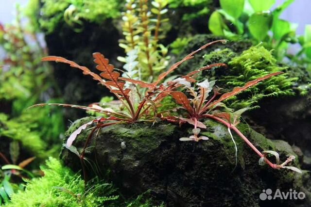 Аквариумное растение