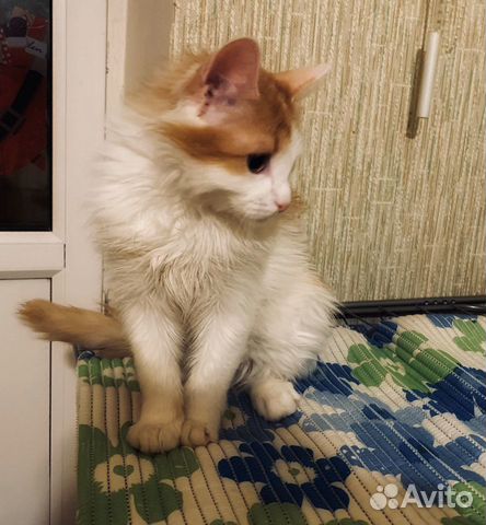 Сибирский котёнок