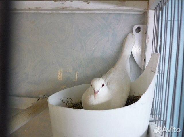 Пара белых смеющихся горлиц