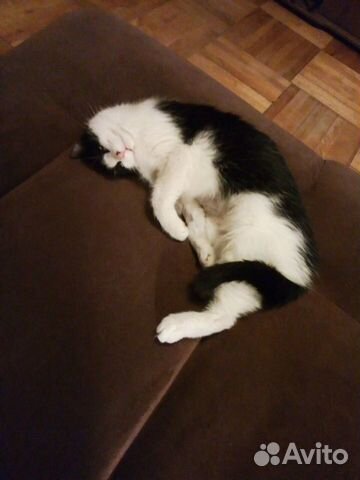 Кошка Фиби