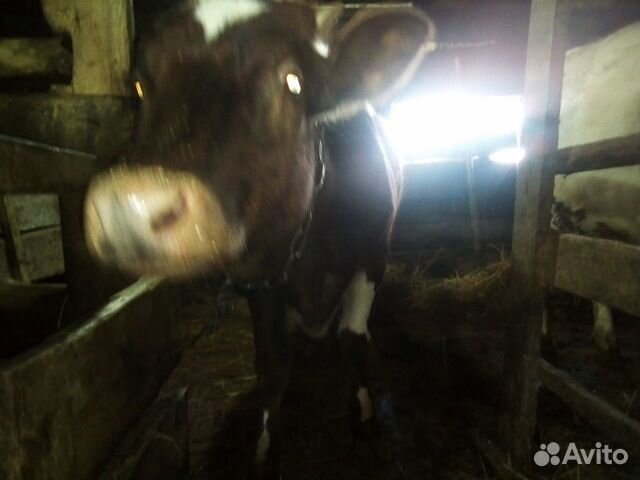 Продаются телочки,от молочных коров. В возрасте :