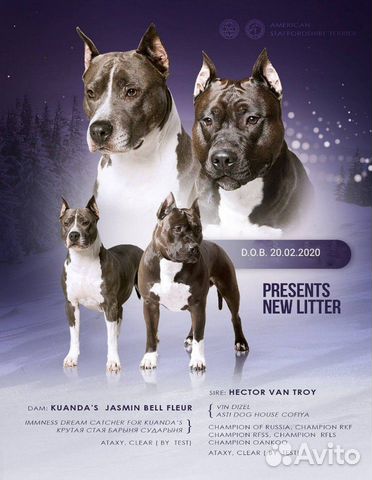 Стаффордширский терьер