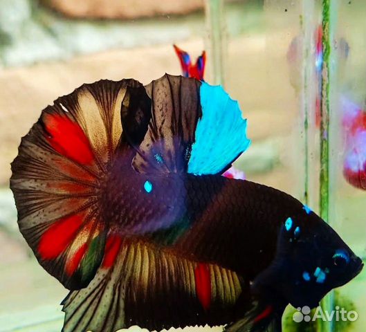 Петушок халф мун