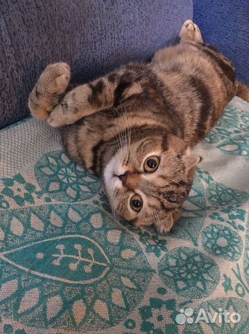 Кошка
