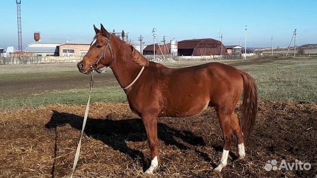 Арабский жеребец