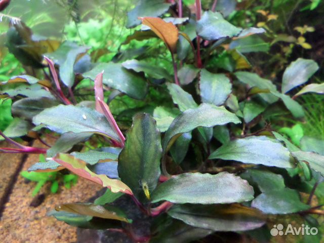 Буцефаландра