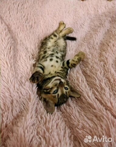 Бенгальские котятки