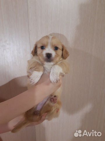 Собака