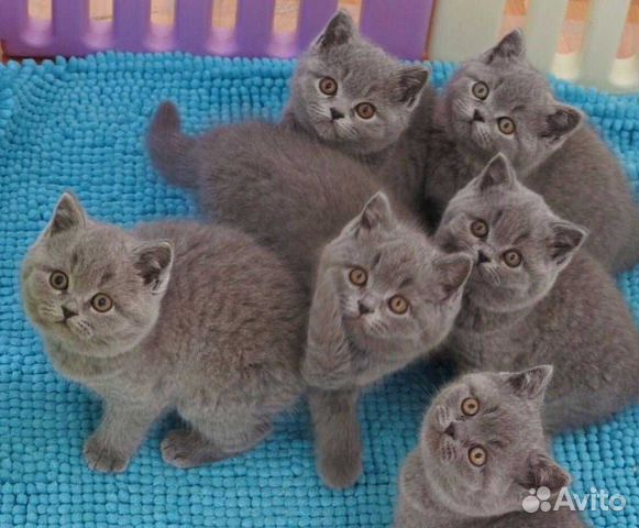 Красавцы британцы