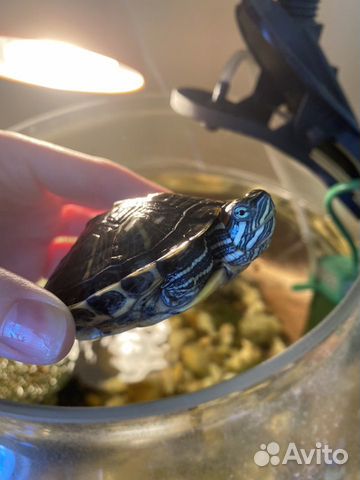 Красноухая черепаха