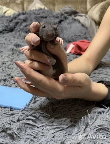 Крысёнок девочка