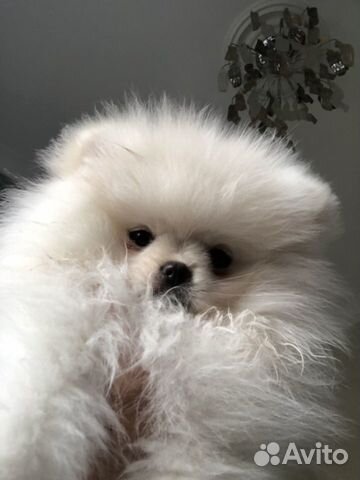 Девочка цвергшпиц Померанский