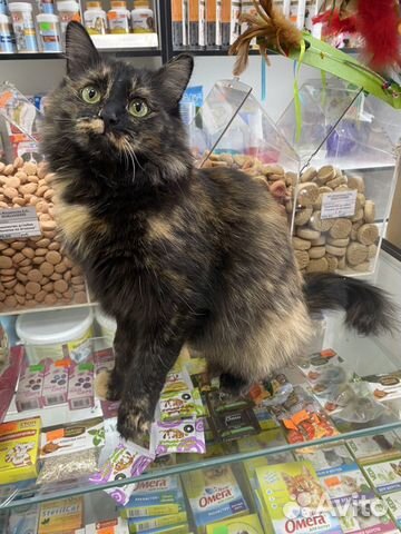 Масяня в добрые ручки