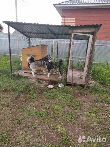 Американская акита+хаски