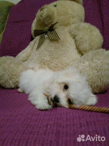 Курносый мини мальчик мальтезе