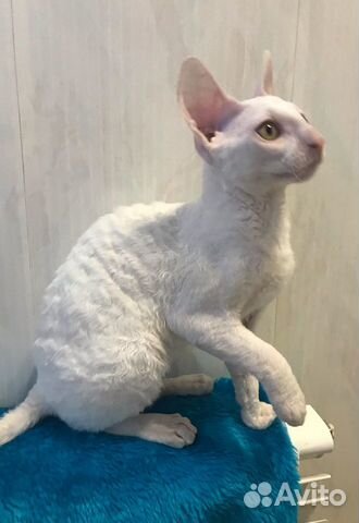 Кудрявые красавцы Корниш рексы