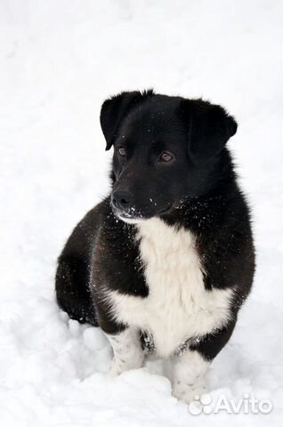 Рик в добрые руки