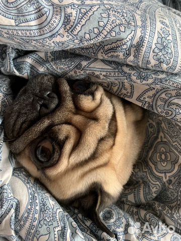 Мопс ищет невесту