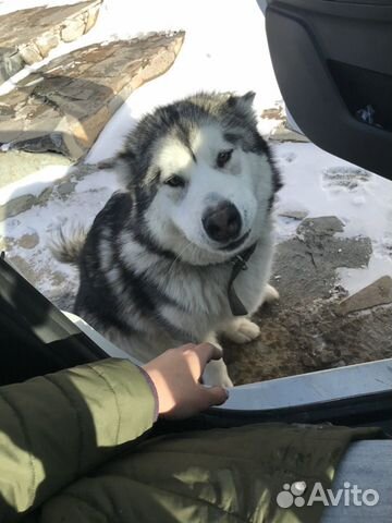 Маламут в дар