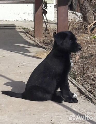 Немецкая овчарка