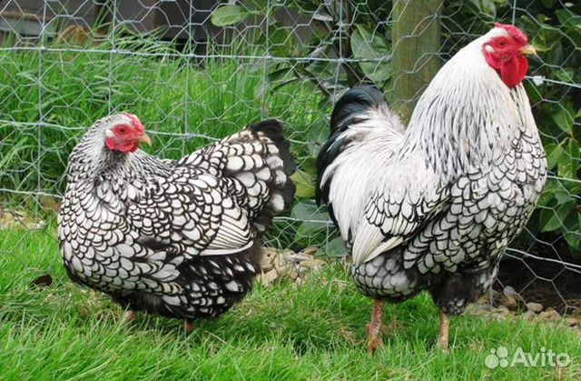 Инкубационное яйцо Виандота серебристого