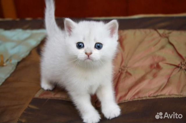 Кто отдаёт бесплатно белого котёнка