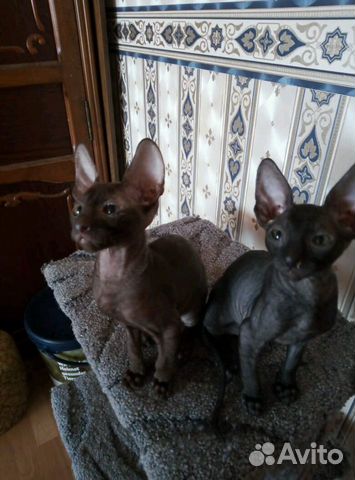 Питомник "Арискудр" предлагает котят корниш-рекс 3