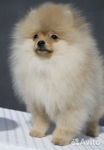 Девочка померанка