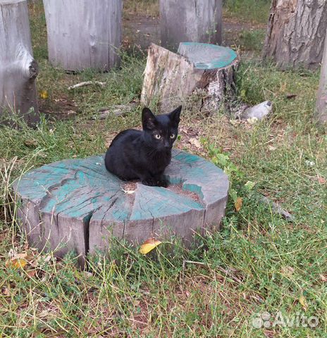 Черный котик 3 месяца