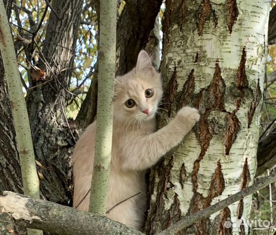 Котенок - персик