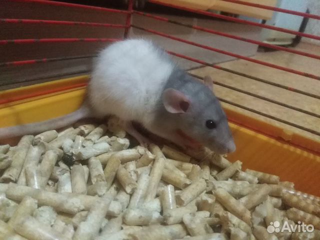 Крыска дамбик