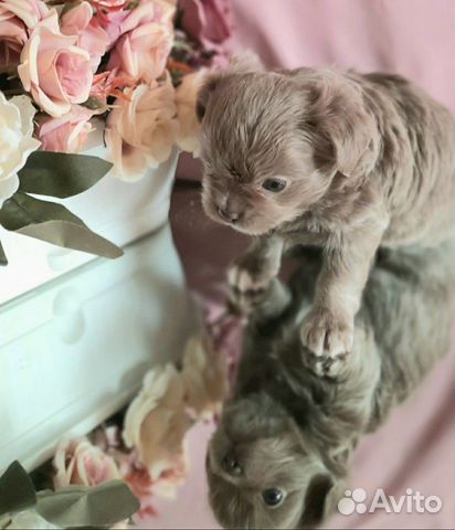 Лиловый пухлик