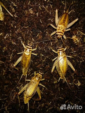 Сверчки домовые