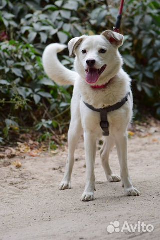 Сладкая Ванилька