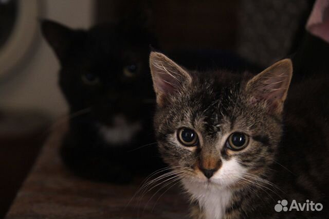 Тигра ищет дом (возраст 4 месяца)