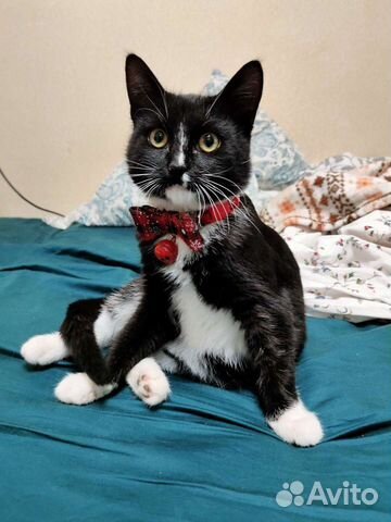 Ласковый котик 6 месяцев