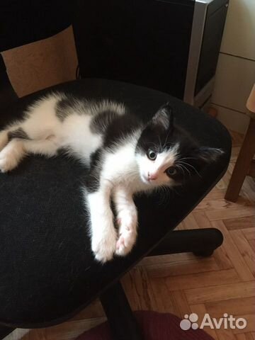 Котята, мальчики в добрые руки