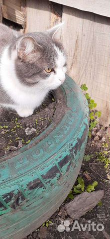 Отдам кота Персика в добрые руки, в связи с тем чт