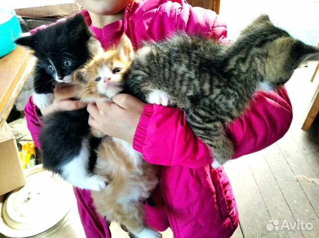 Чудные котята от мамы крысыловки