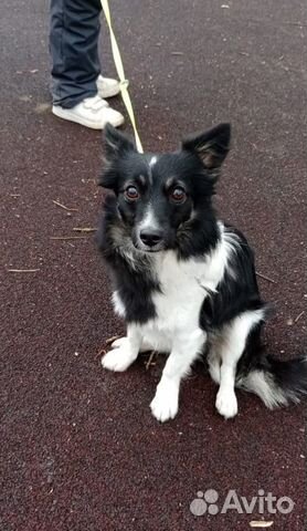 Зефирка, 1.5 года, 25см