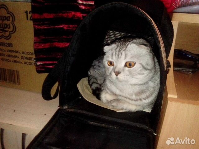 Шотландский кот
