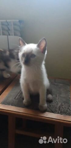 Кошка Сеамская