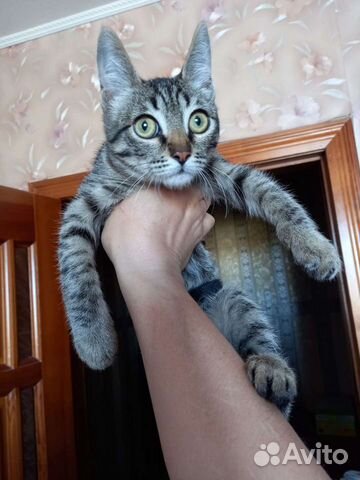 Кошечка