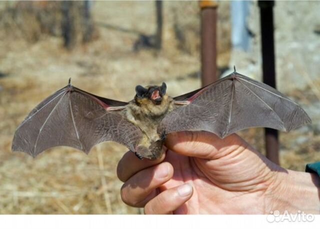 Летучая мышь