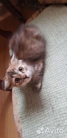 Кошка шотланская вислоухая 2мес
