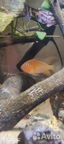 Акарихтис хеккеля альбинос