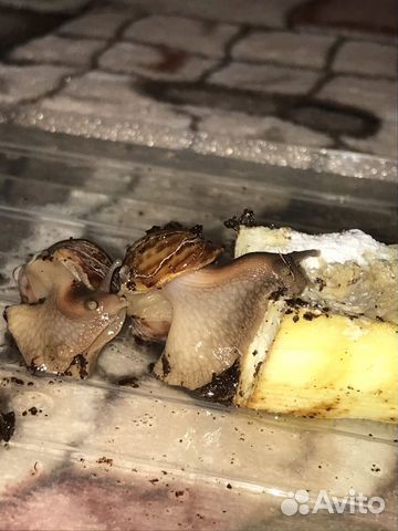 Улитята улиток архахатина