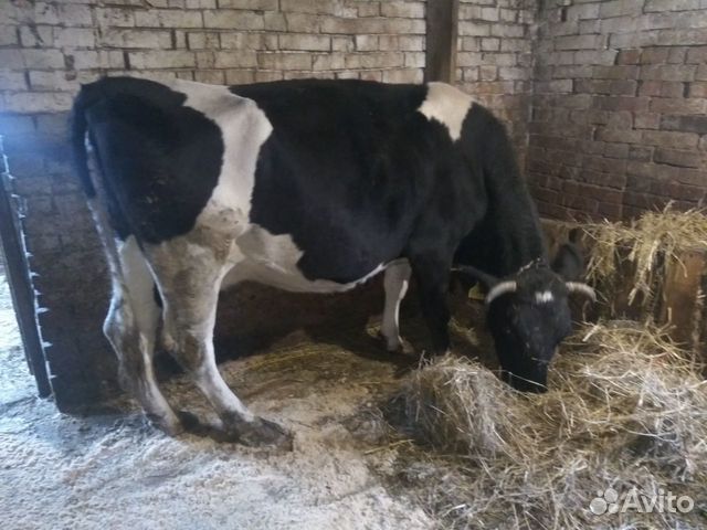 Продам корову