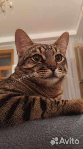 Бенгал ищет кошку